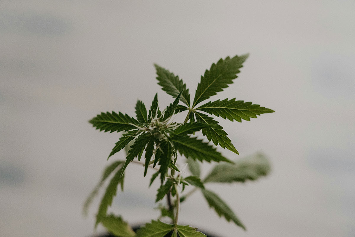 Painted Lady CBD Strain: Benefits, Effects, and Best Ways to Use It ...