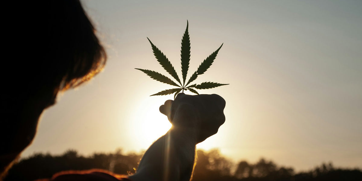 What Is Full Spectrum CBD? Uses, Benefits And Side Effects – Acknowledge